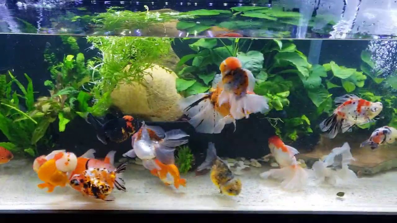 Ranchu oranda ryukin demekin butterfly goldfish - YouTube