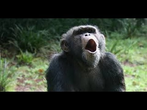National Geographic Documentary The Most Genius Ape 2016 - YouTube