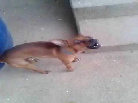 Cachorro flamenguista.