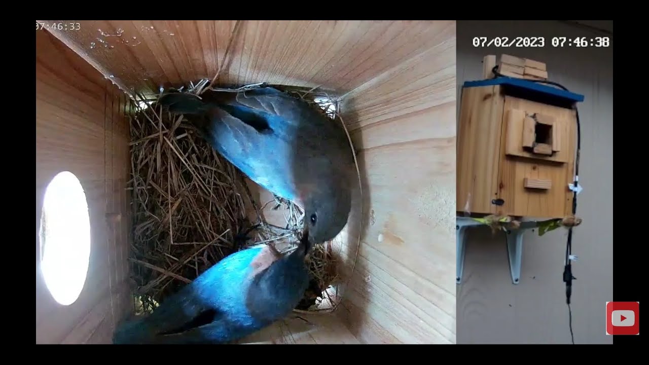 live stream eastern bluebirds 3rd brood |nesting - YouTube