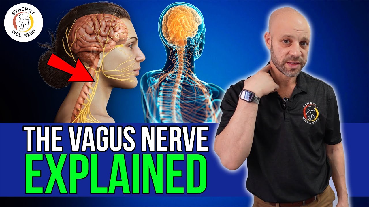 The Vagus Nerve Explained - YouTube
