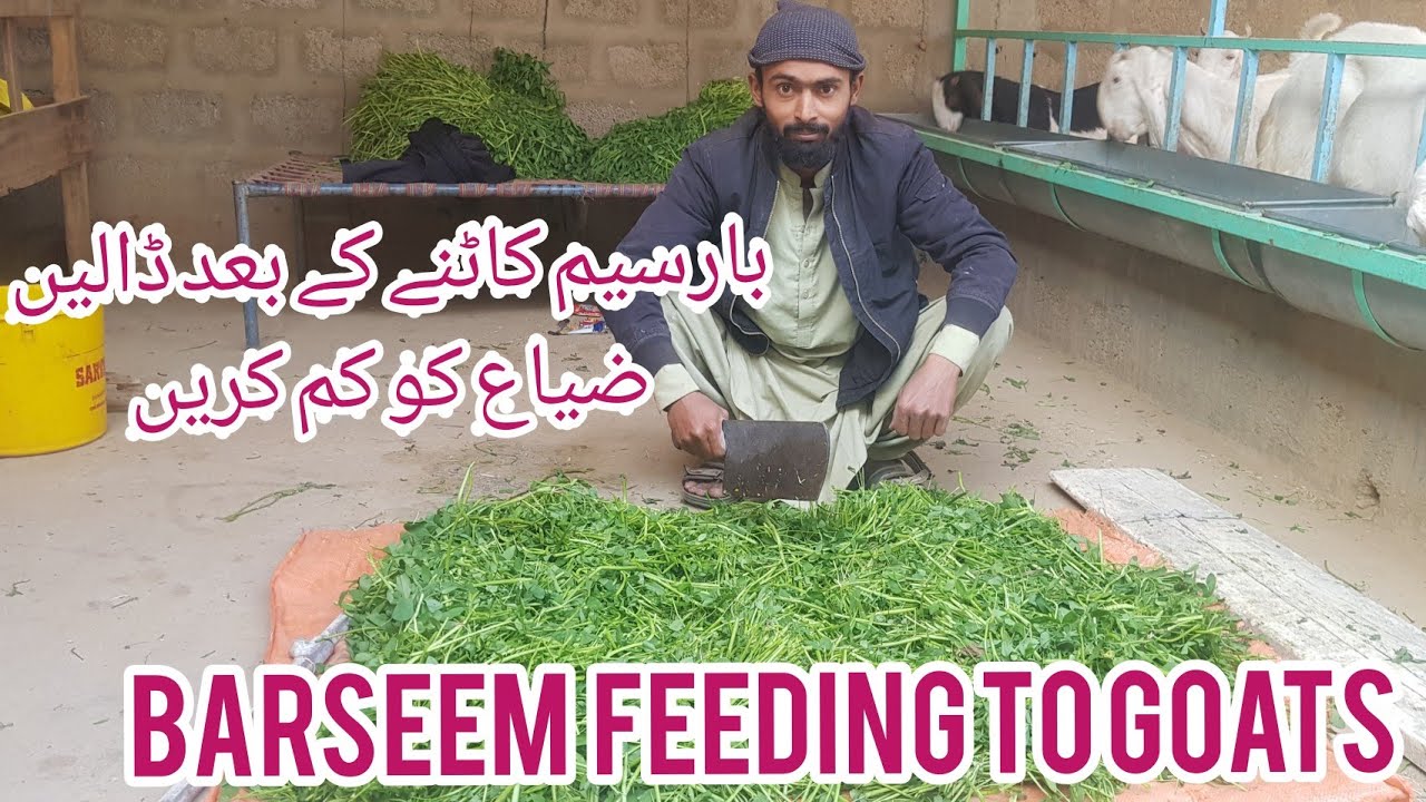HOW TO FEED BARSEEM || livestock INFORMATION BY Muhammad ALI - YouTube