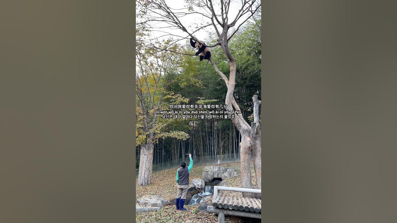 푸바오와 강바오 할아버지 ️누구보다 가슴아프실분이라생각합니다 이제는 내슬픔보다 위로해드리고 싶습니다福寶푸바오 한국태생 첫판다 국적 대한민국스타판다熊猫panda