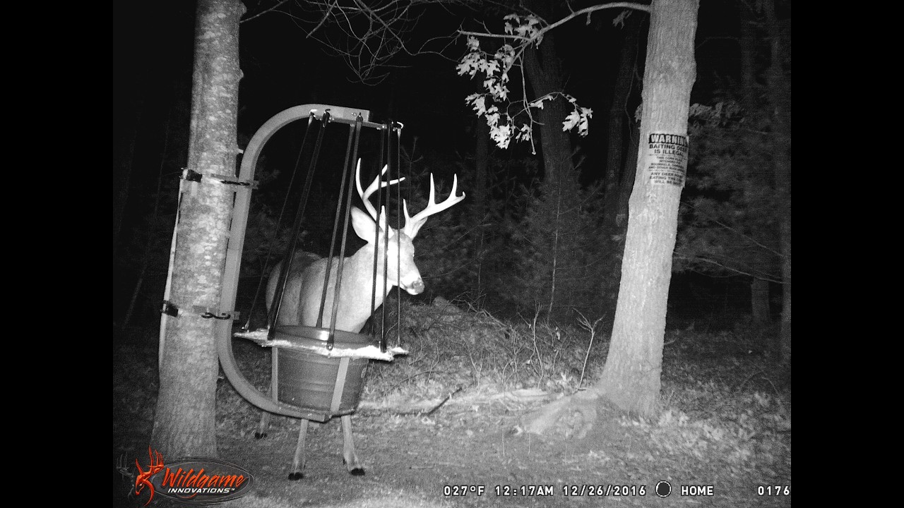 Great buck video, HUGE buck headed to the Rack Trap #deer #bucks # ...