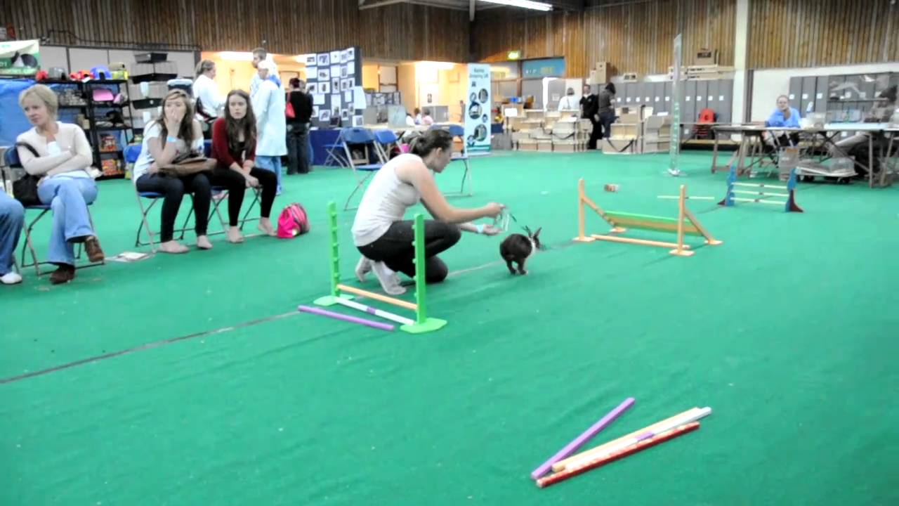 Rabbit Agility - YouTube