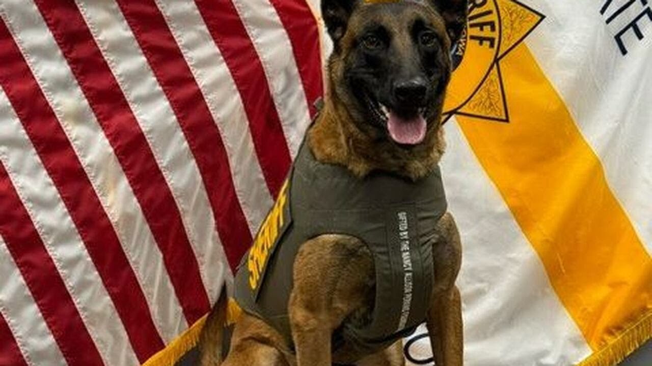 Plymouth Co Sheriffs Office K9 Officer Zeke Receives Body Armor