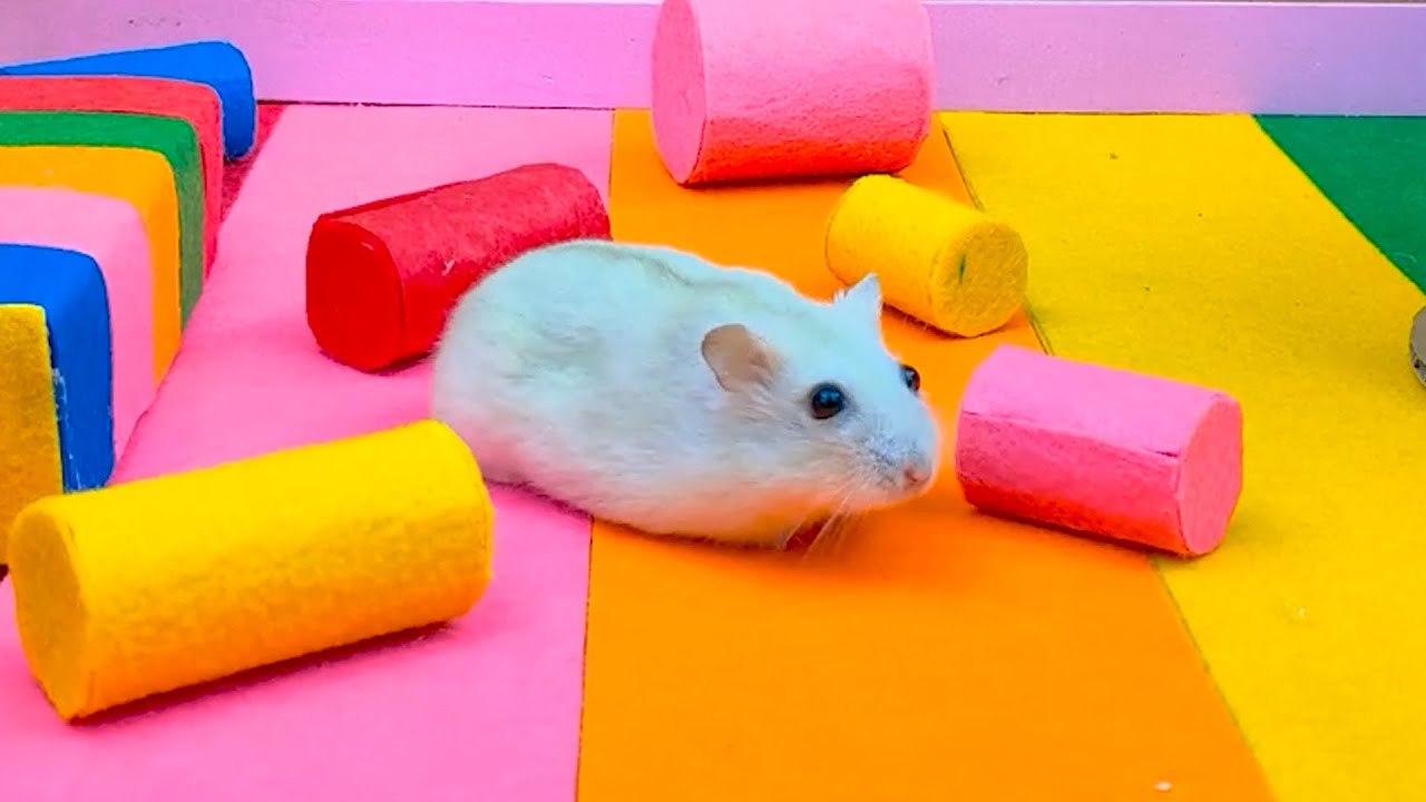 Hamster Sophie #7 🐹 Hamster Maze Rainbow for Pets in real life 🐹 - YouTube