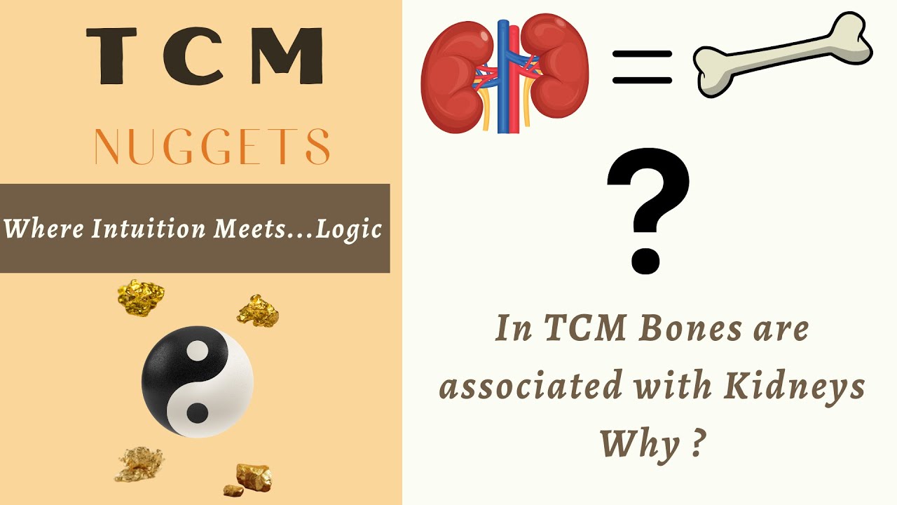 TCM Nuggets - Why Bones are Associated with Kidney in TCM ? - YouTube