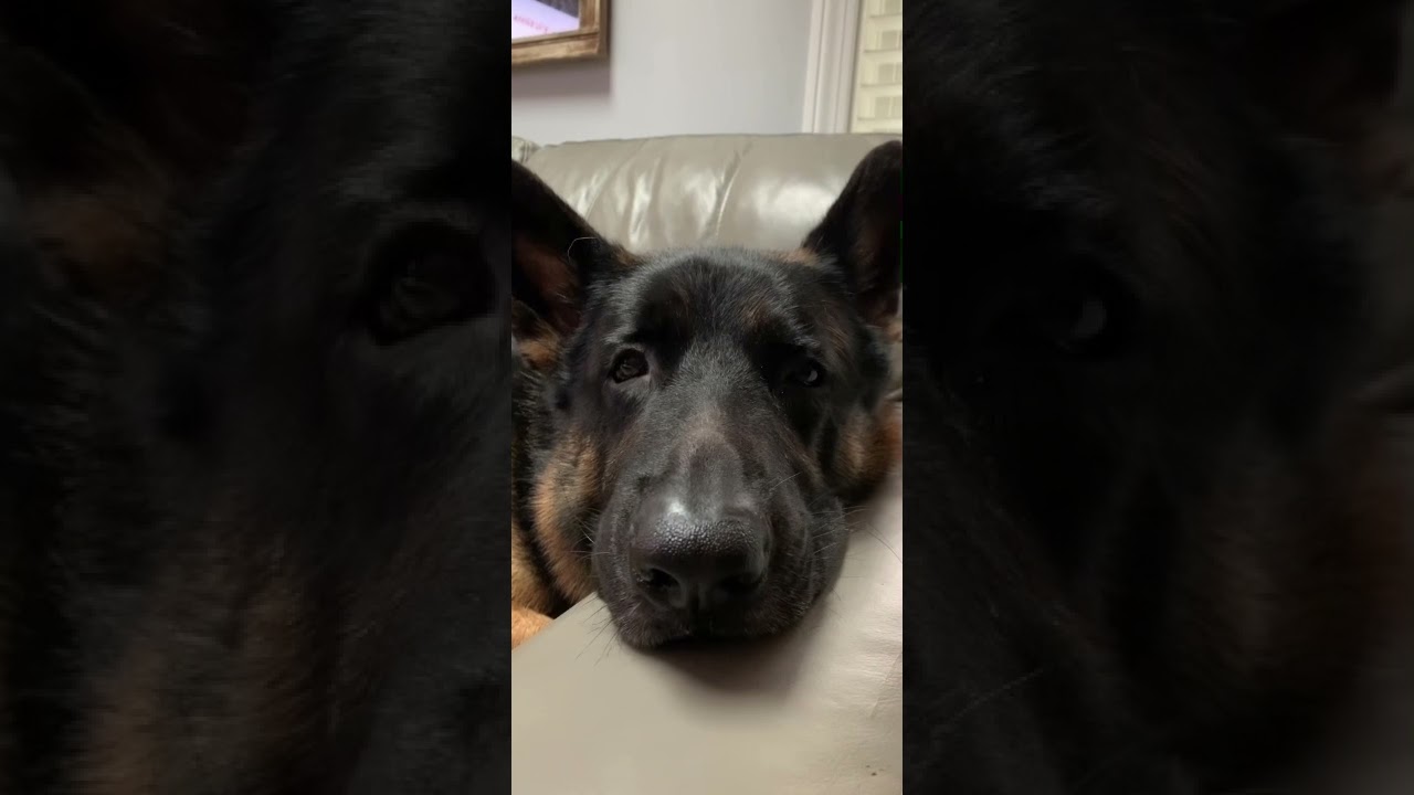 GERMAN SHEPHERD MOOSE THE LEGEND TALKS ABOUT LIFE WITH A TEENAGE SISTER ...