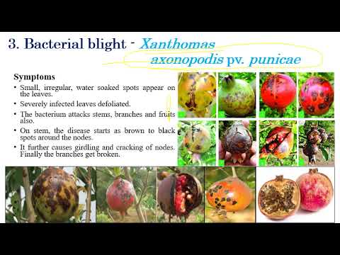 What Pests And Diseases Affect Pomegranates