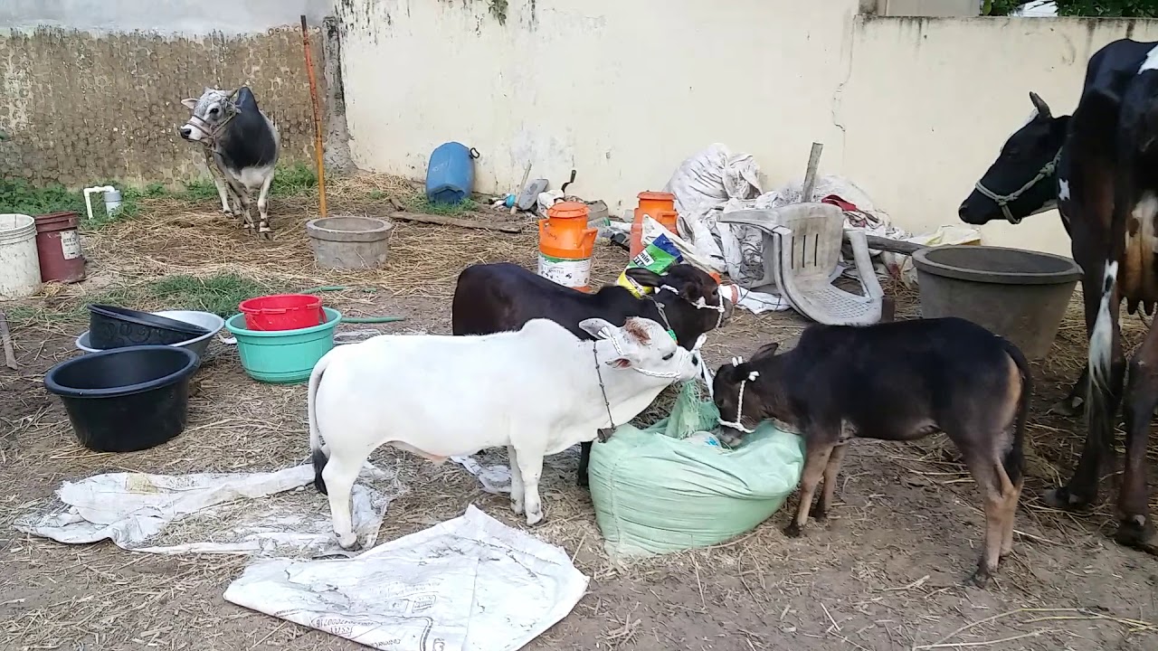 Miniature Punganuru Cows # Ancient Indian Smallest Breed # Miniature ...
