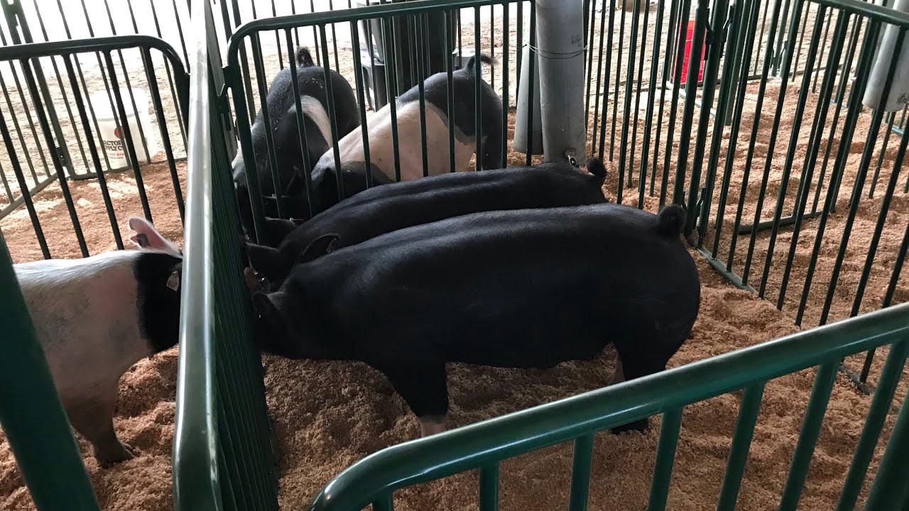 The pigs future home! FFA 4H Pigs coming next month for a short stay ...