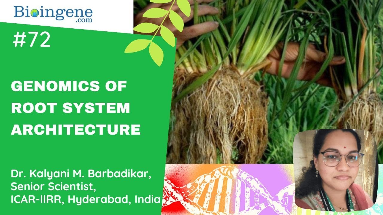International Webinar- Genomics of Root System Architecture in Rice ...