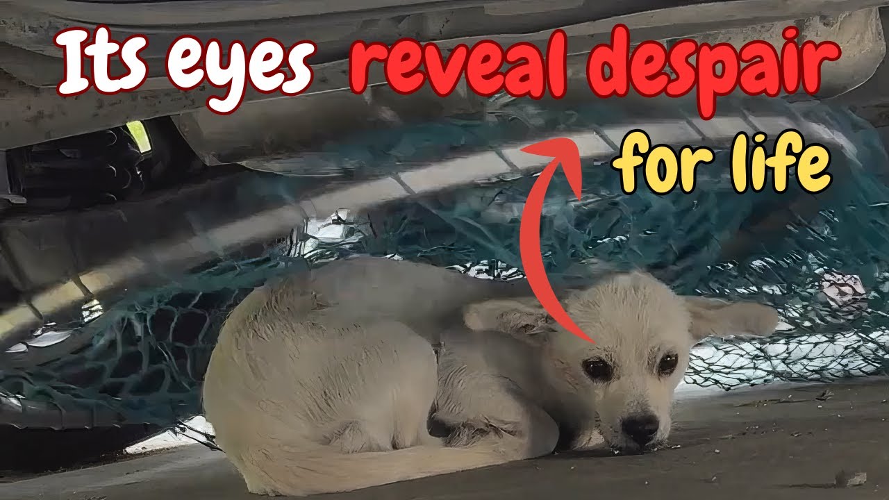 The stray dog's eyes reveal a sense of despair. What has it been ...