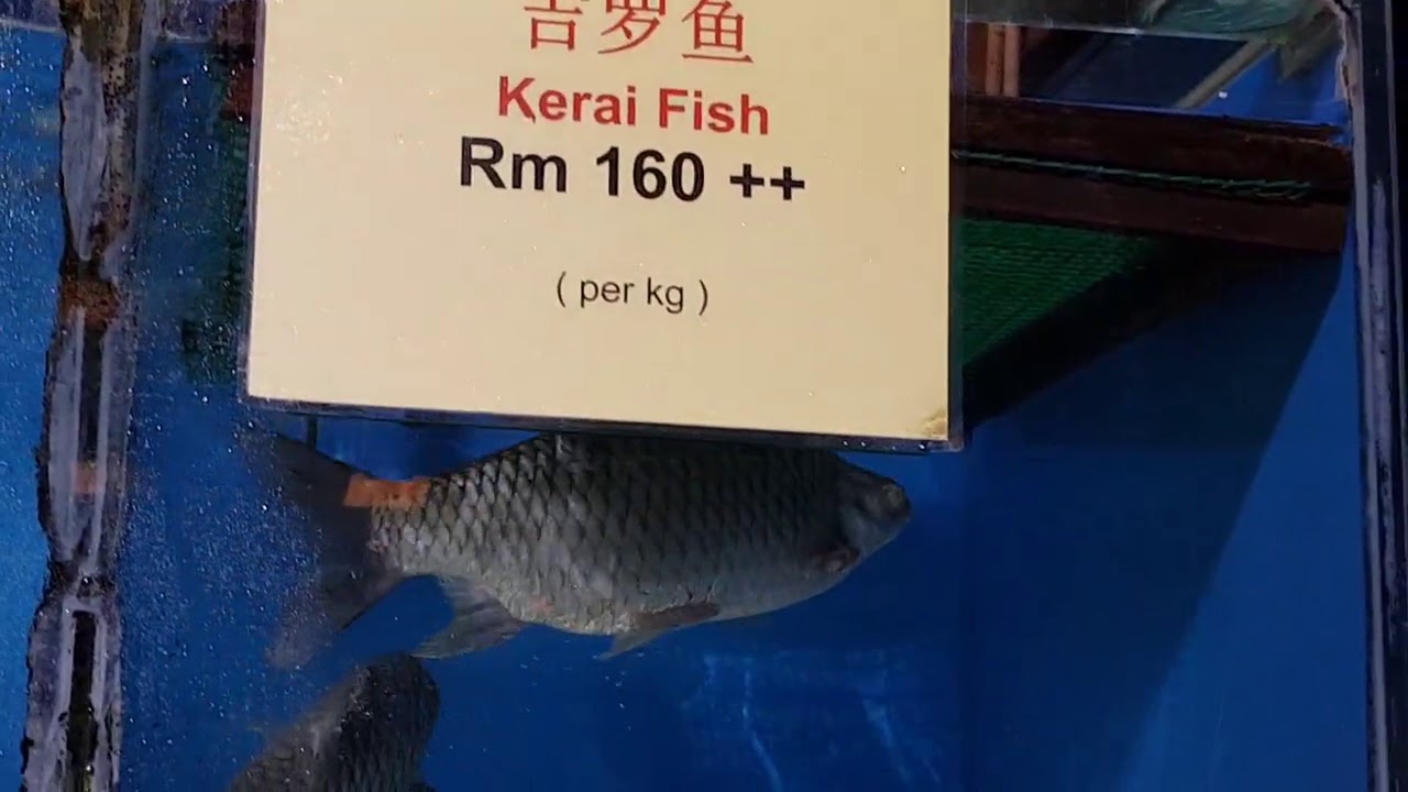 Kerai Fish & Australian Jade Perch - YouTube