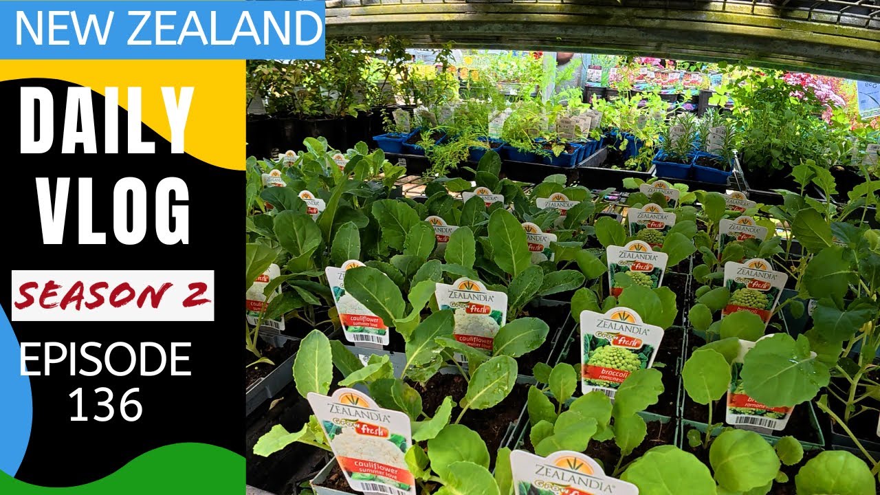 I finally got the seedlings on a wet day trip to town [ Life in New ...