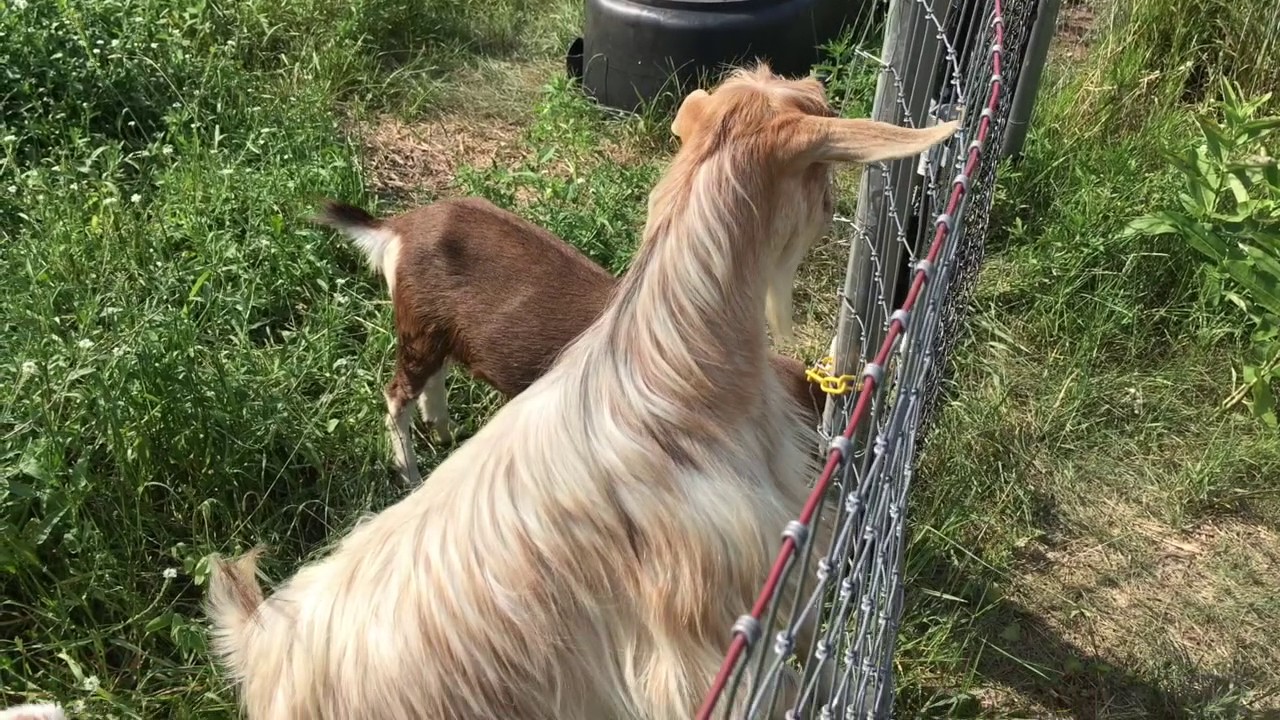 WWOOF St Croix Falls, WI Goats - YouTube