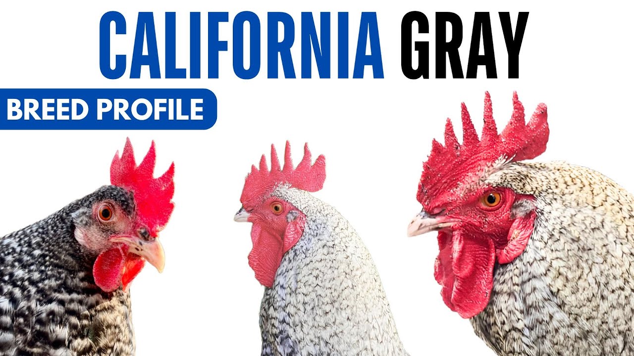 California Gray Breed Profile History Health Issues - California Grey ...
