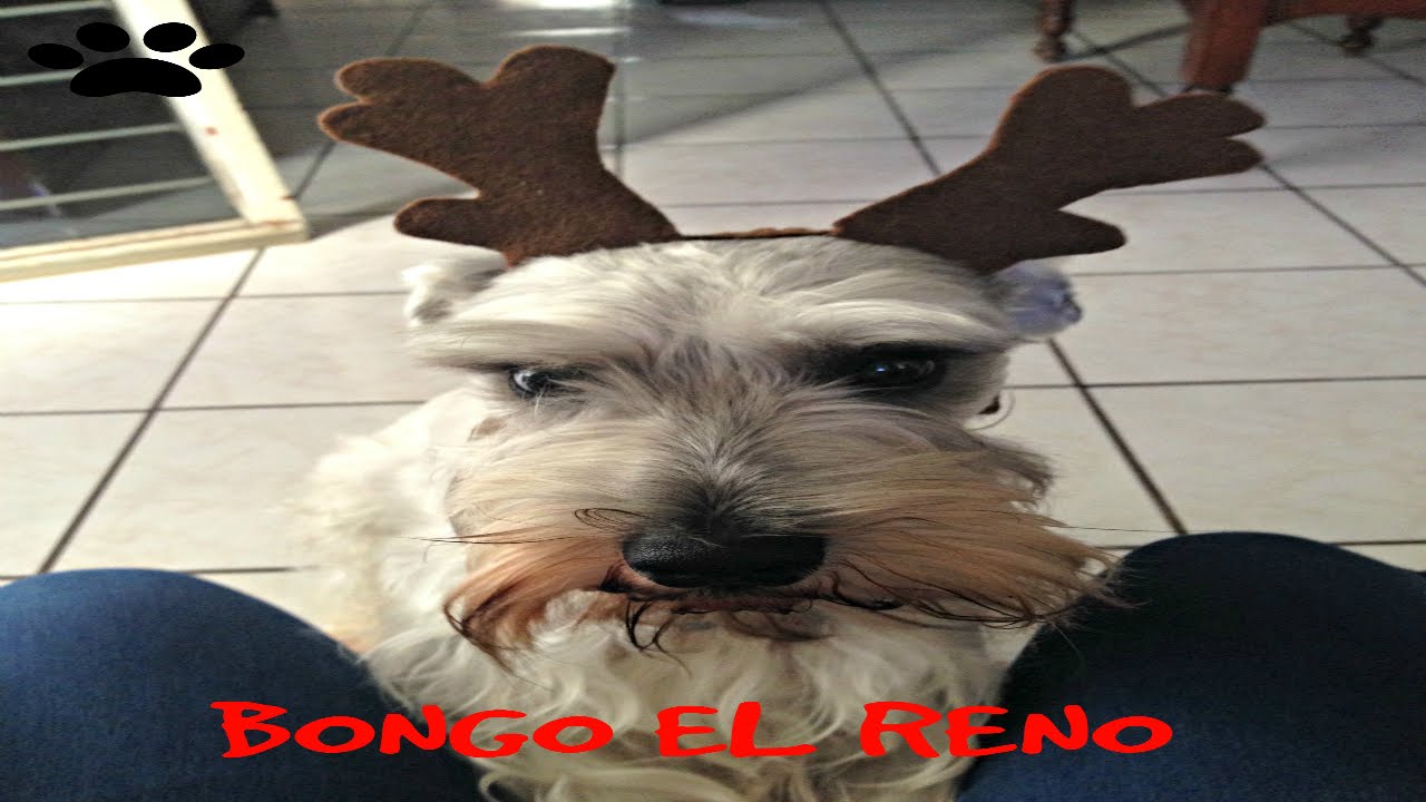 COMO HACER UNOS CUERNOS DE RENO PARA NUESTRA MASCOTA - YouTube
