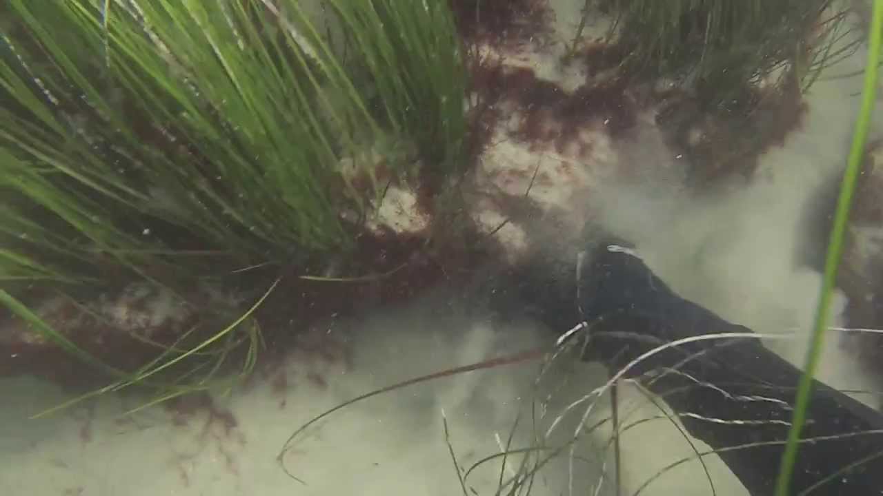 socal lobster diving and spearfishing - YouTube