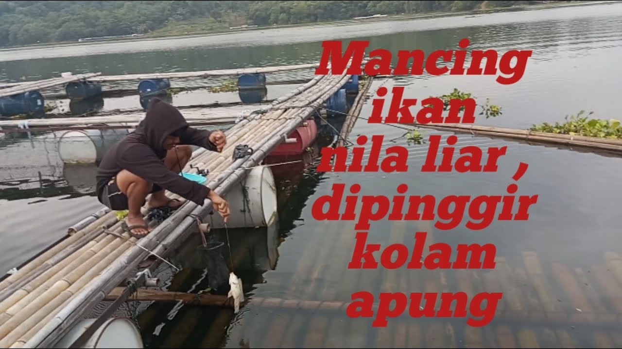 Mancing ikan nila liar !!! di pinggir kolam apung jatiluhur. - YouTube
