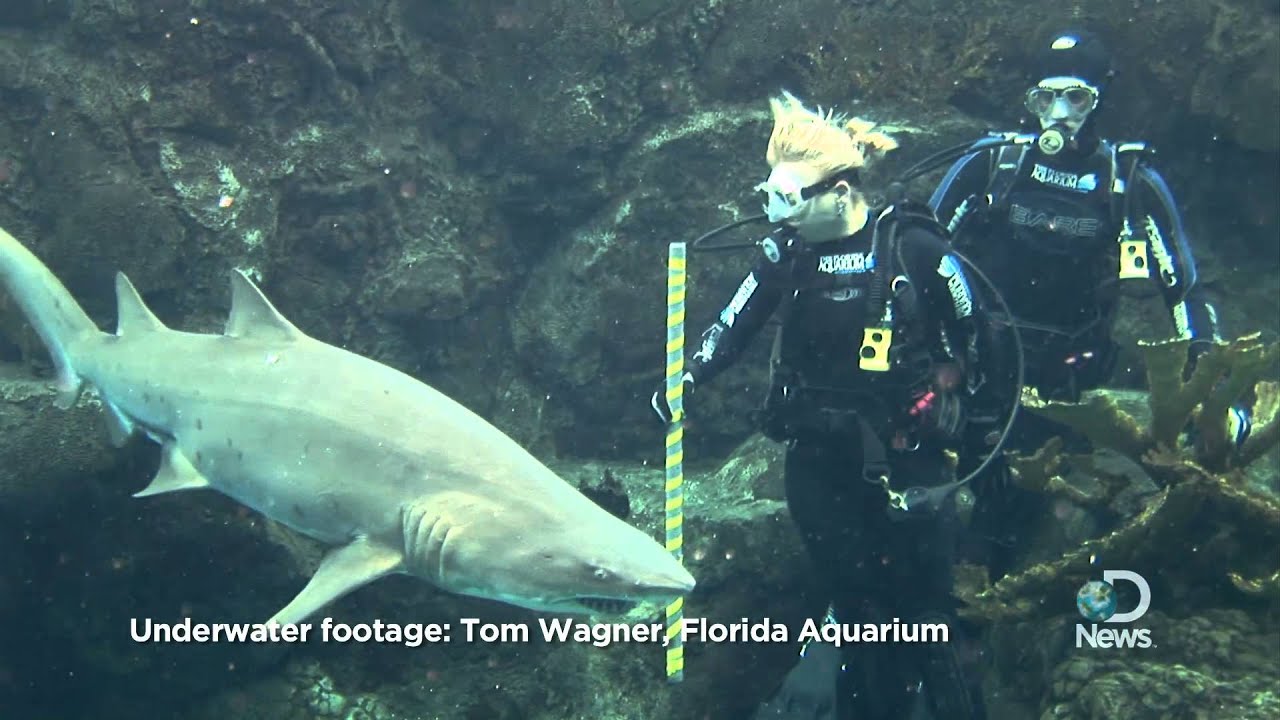 Shark Week 2011: Cool Jobs: Shark Traffic Cop - YouTube
