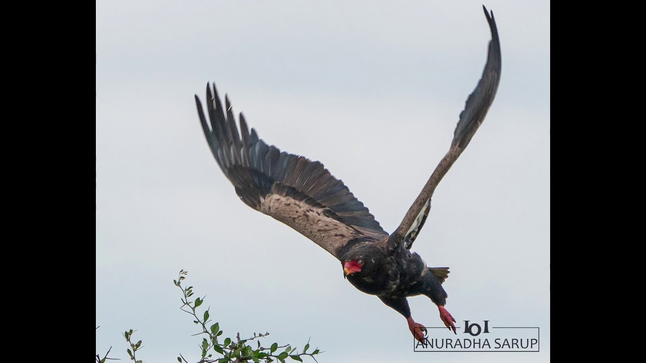 The Bateleur Eagle in flight - YouTube
