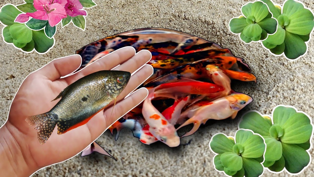 catch beautiful swamp fish, pearl gourami, guppies, glofish, turtles ...