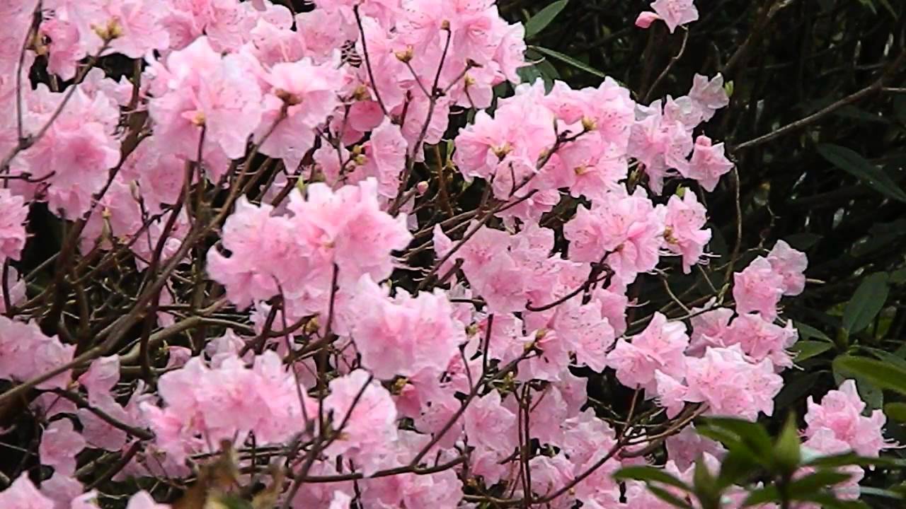 Rhododendron mucronulatum Cornell Pink - YouTube