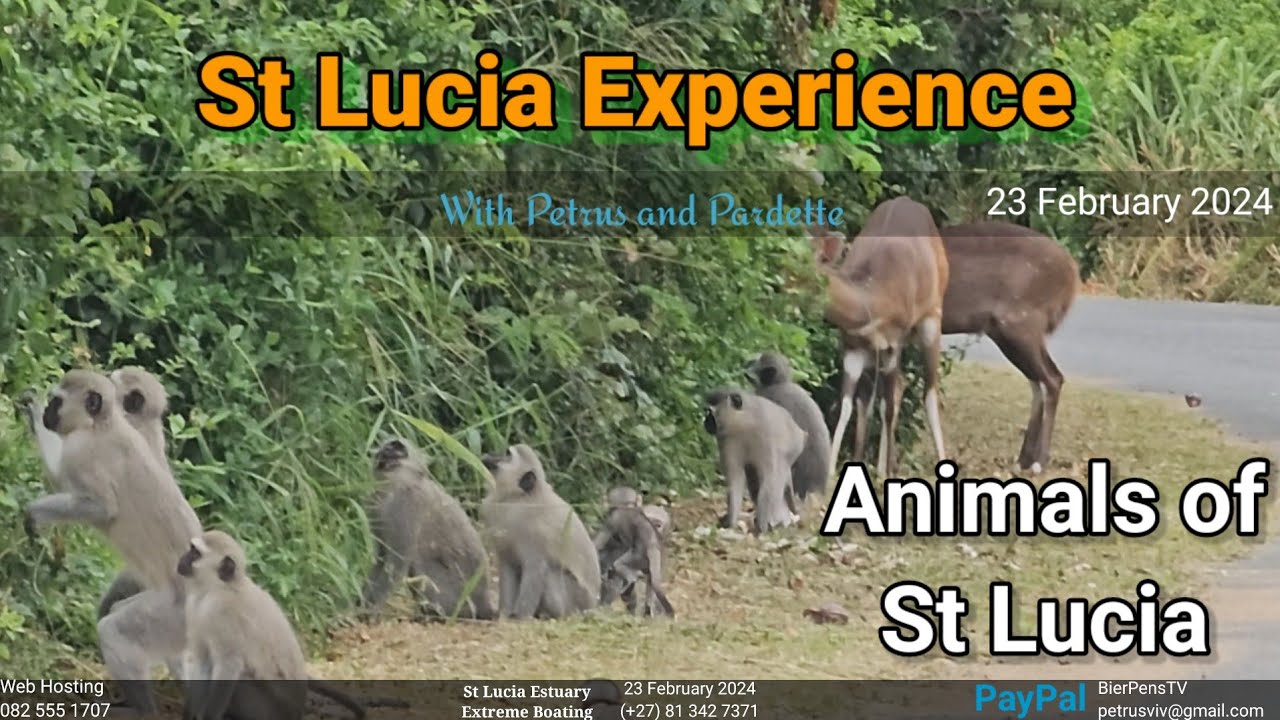 Saint Lucia Animals
