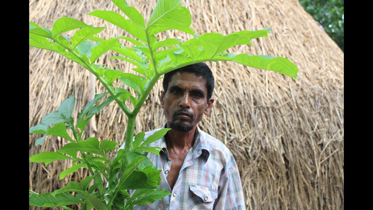 Village Food | Oll kochu data choto mach recipe | Village Life BD-4 ...