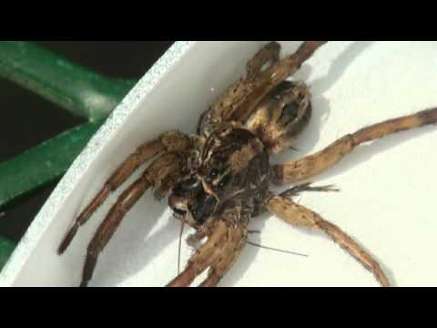 Wolf spider feeding on cricket - YouTube
