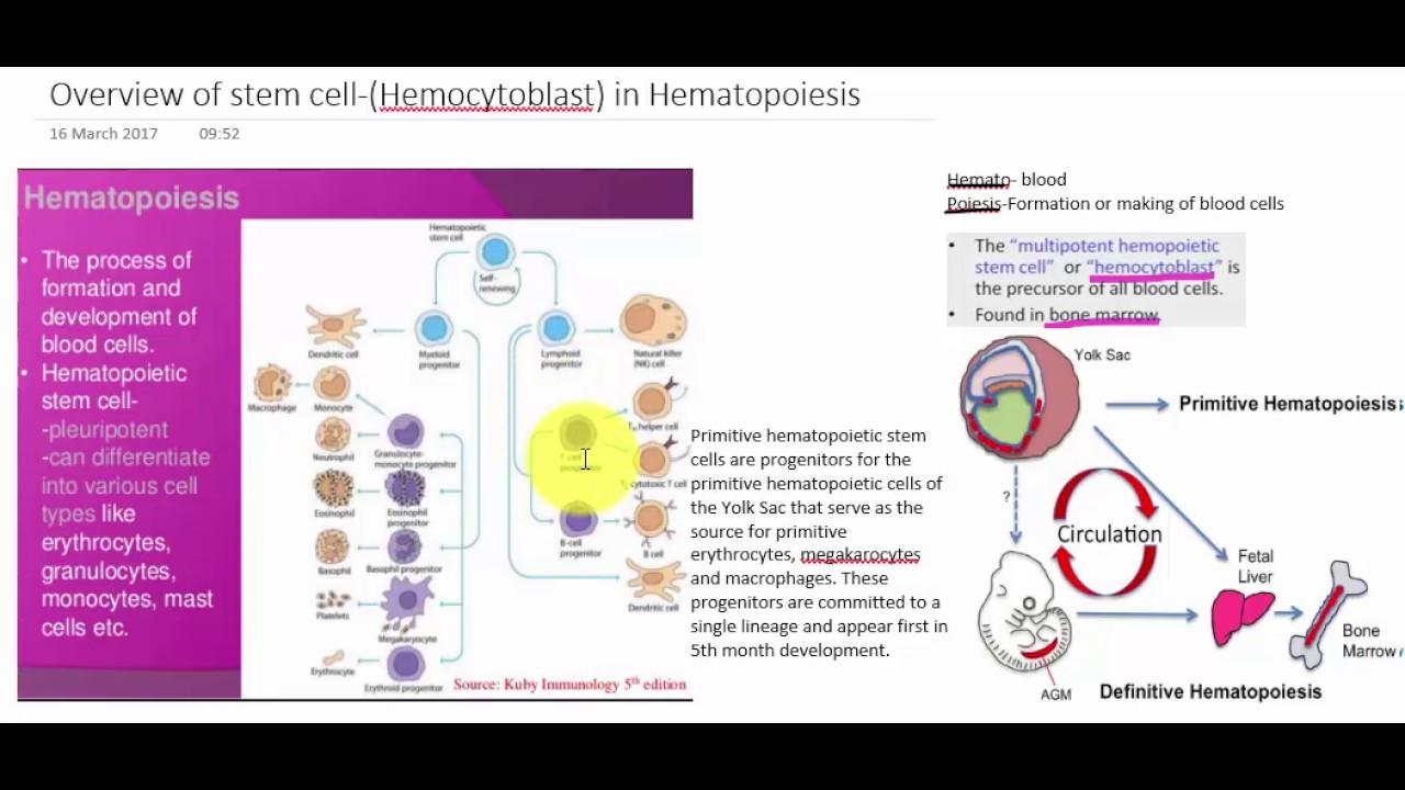 Overview of stem cellHemocytoblast in Haematopoisis - YouTube