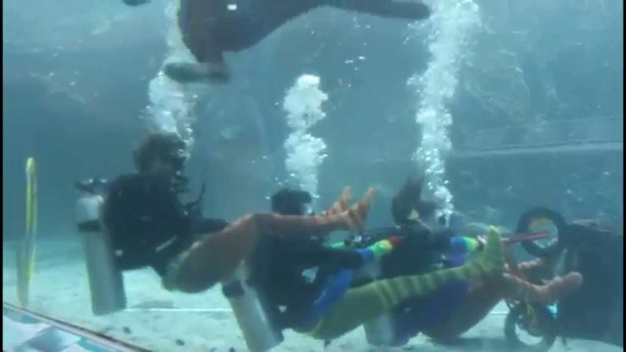 Circus under the Sea at Reef HQ Aquarium - YouTube