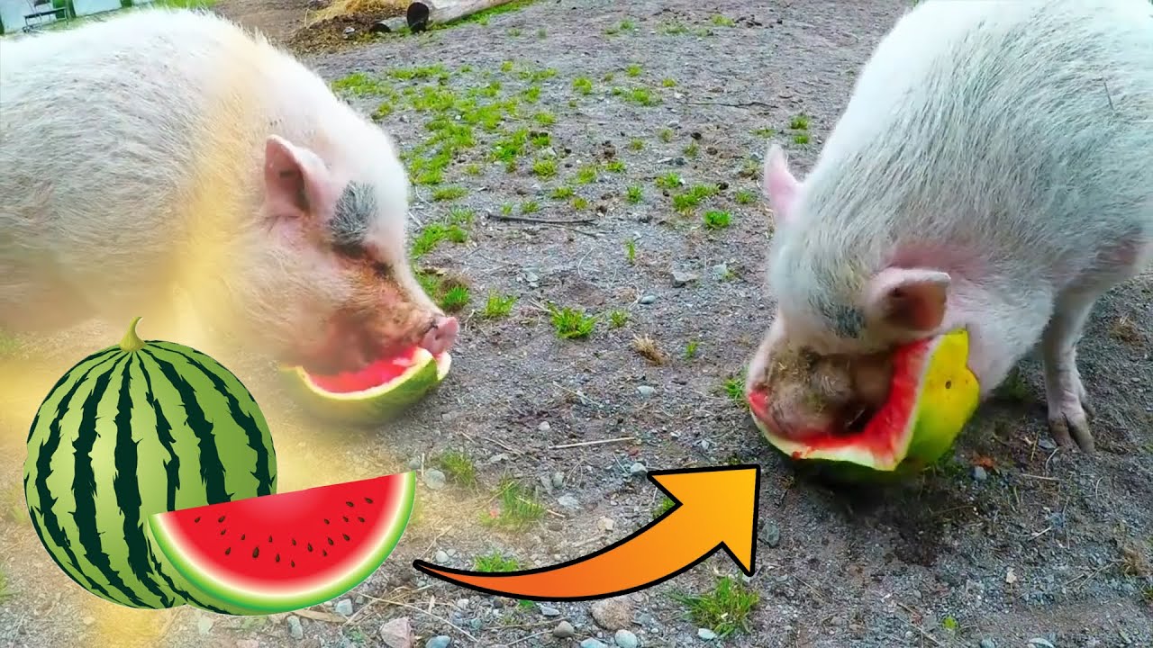 Watch These Pigs Eating Watermelons 🐽 Cute Funny Animals Compilation 🐶 ...