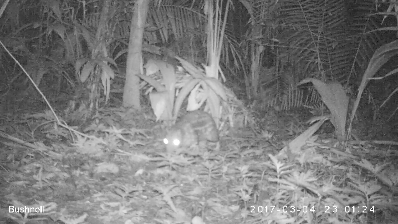 Belize Camera Traps: Paca - YouTube