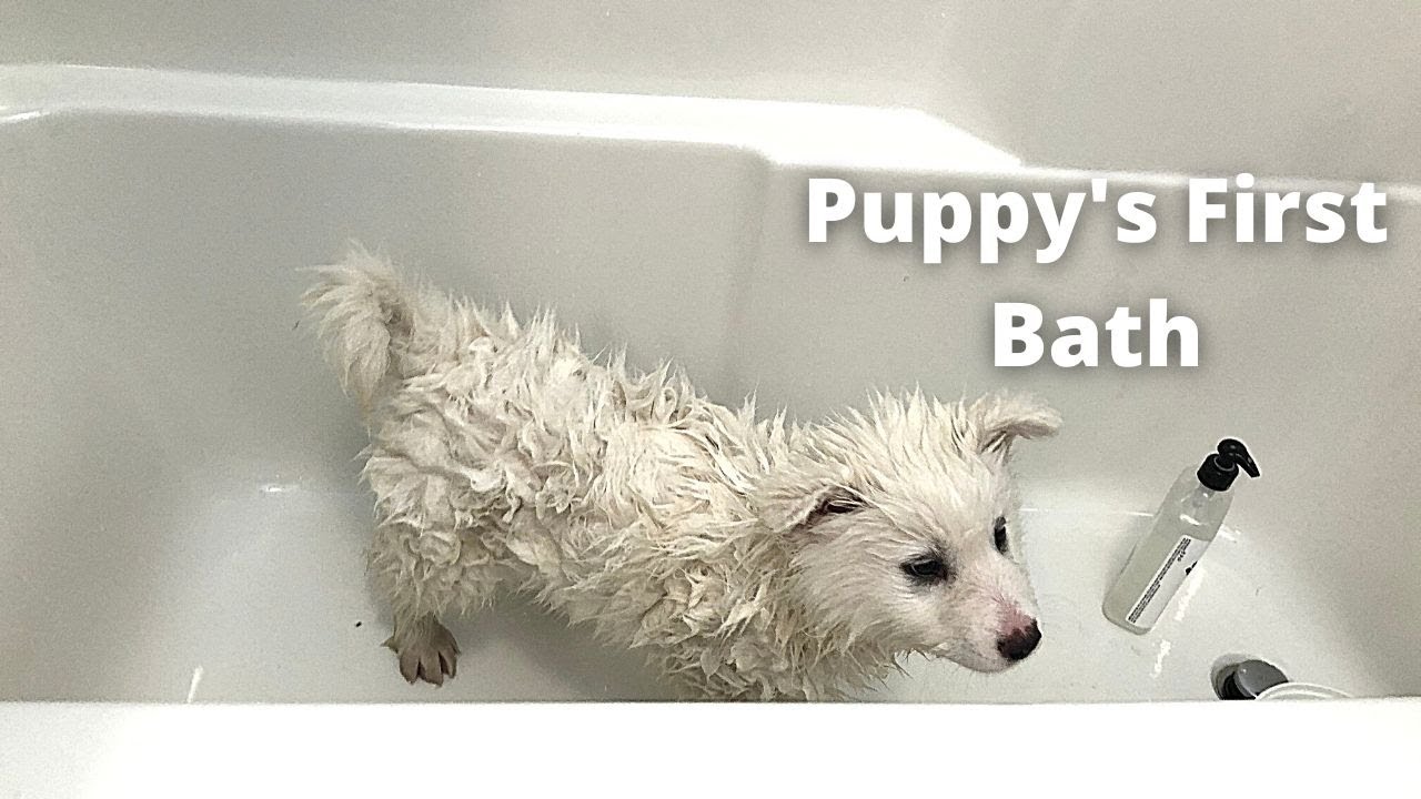 Samoyed Puppy First Bath - YouTube