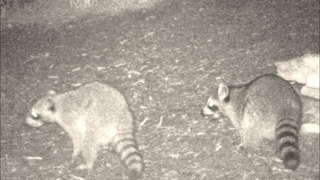 Rare Blonde Raccoon - YouTube