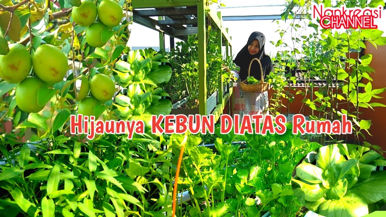 Hijaunya KEBUN DIATAS Rumah @Nankreasichannel Eps.335 - YouTube