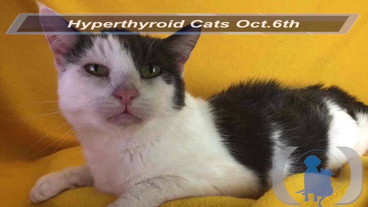 Hyperthyroid Cats Oct.6th - YouTube