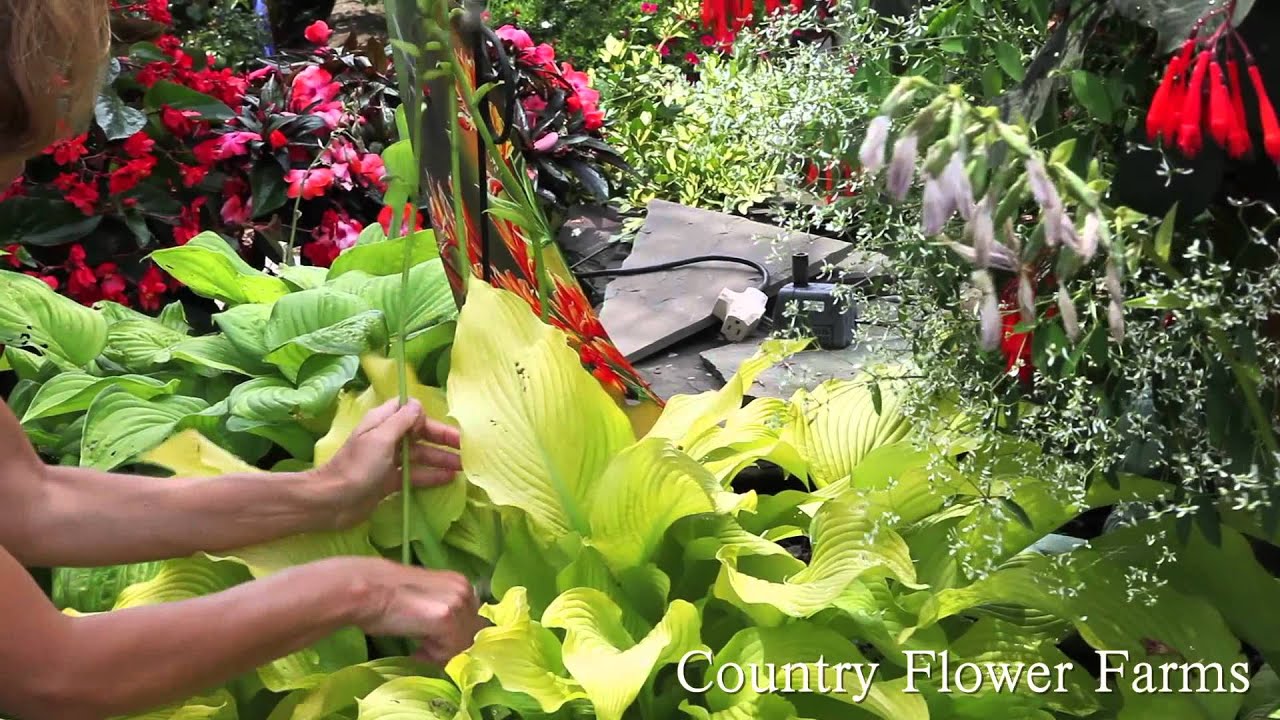 Deadheading Hostas - YouTube
