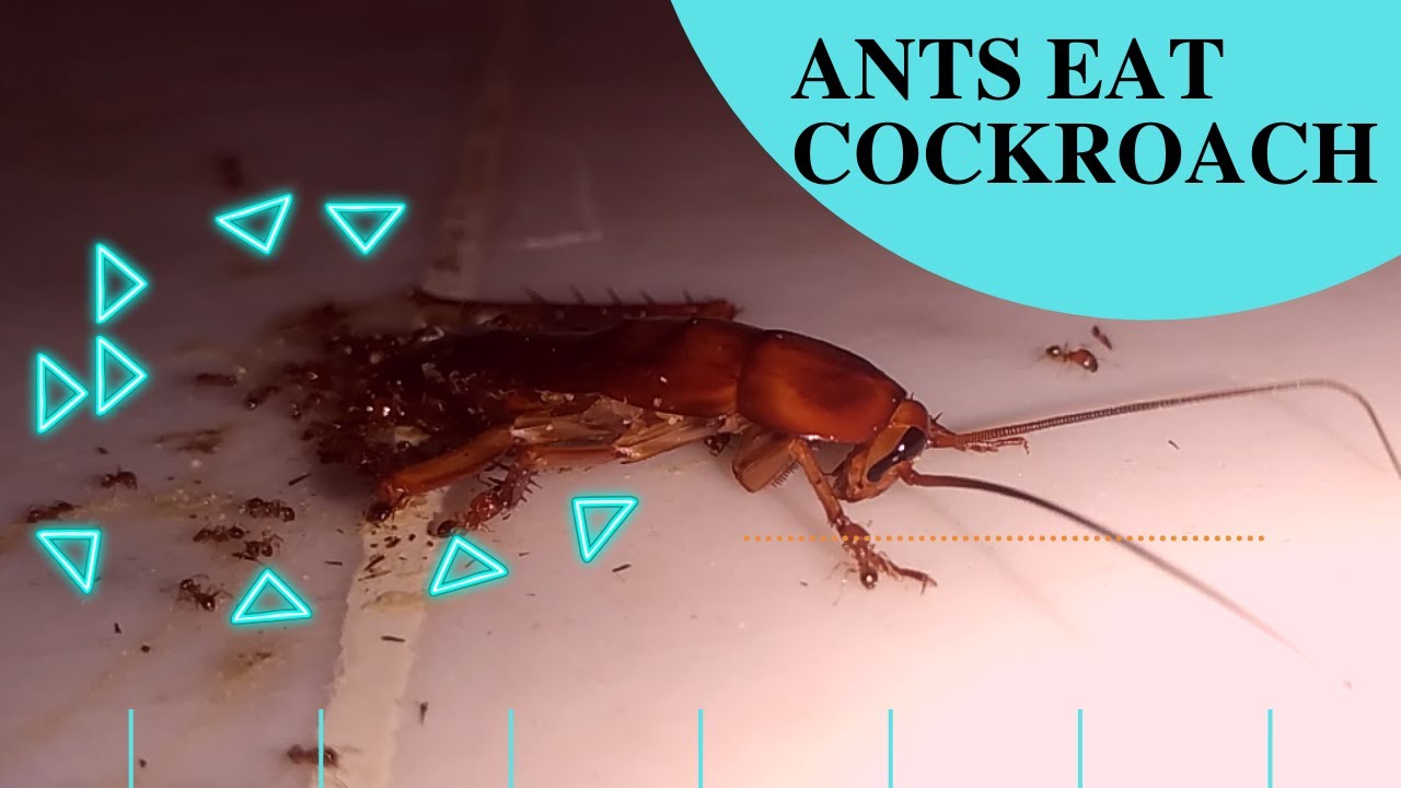 Ant War: ANT COLONY Attack GIANT COCKROACH / Ants vs Cockroach Fight ...