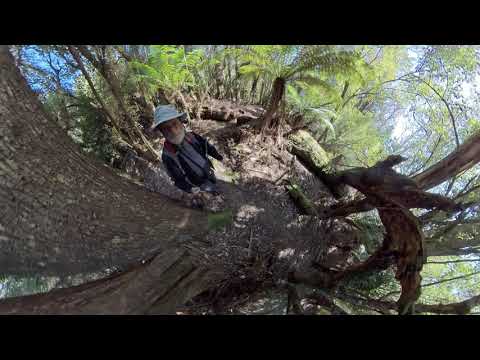 Blue Tier Big Tree. - YouTube