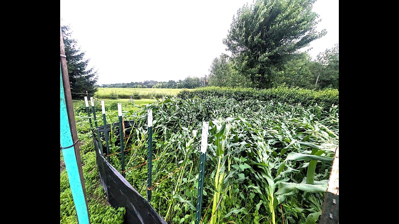 " CORN DOWN, STORM DAMAGE!" - YouTube