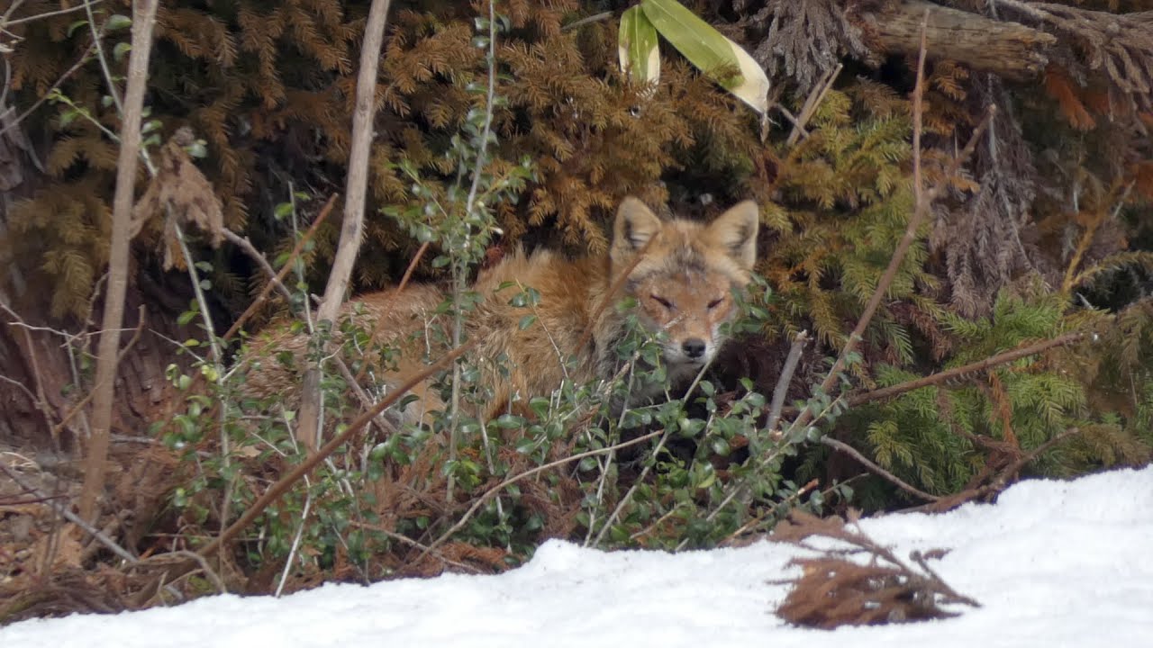 Japanese Red Fox with Scabies Hiding under Cedar Tree - YouTube