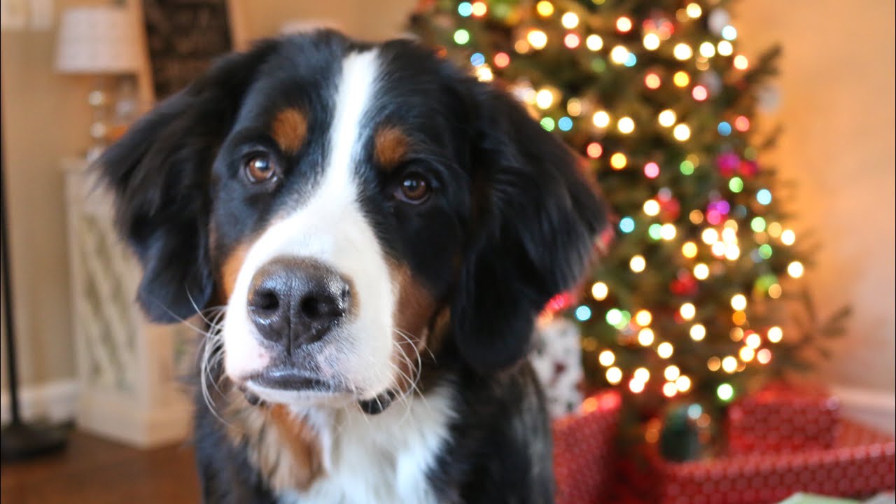 Bernese Mountain dog puppy 1st day of spring - YouTube