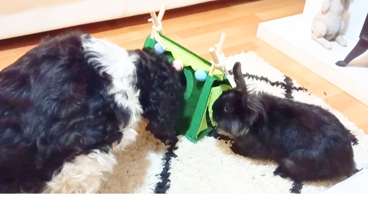bunny gets the Temu Teepee - YouTube