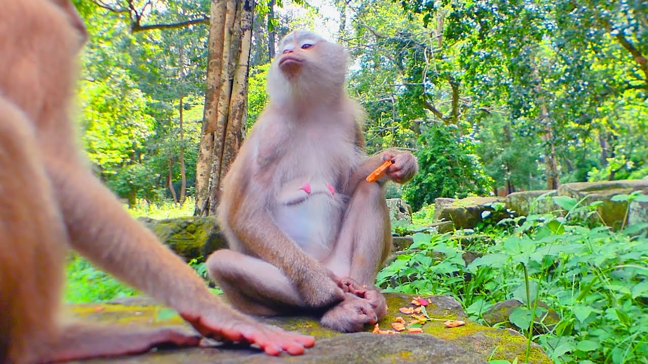 Libby monkey lip-smack so nice to monkey Sheba & help grooming her too - YouTube