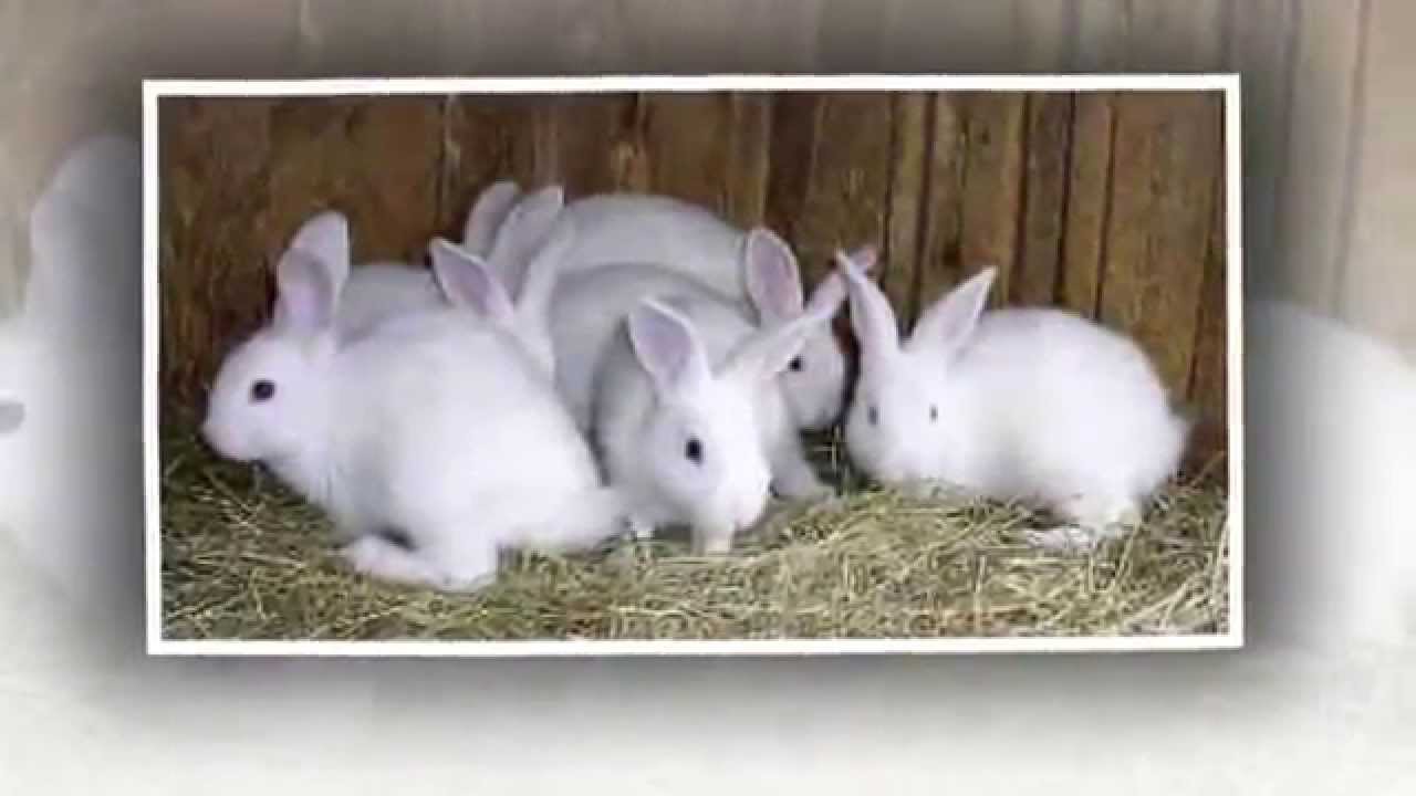 الأرنب النيوزلندي الأبيض | New Zealand white rabbit | عالم الحيوان ...