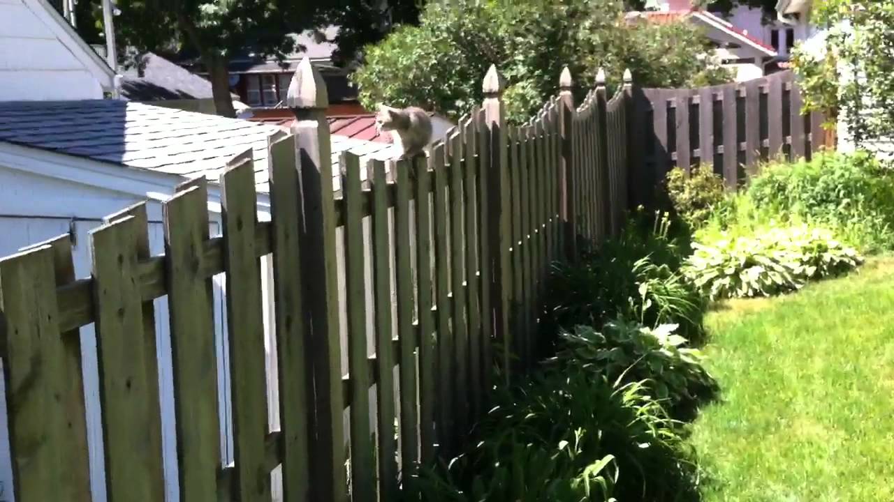 Cat gets stuck on a roof and climbs onto a fence. - YouTube
